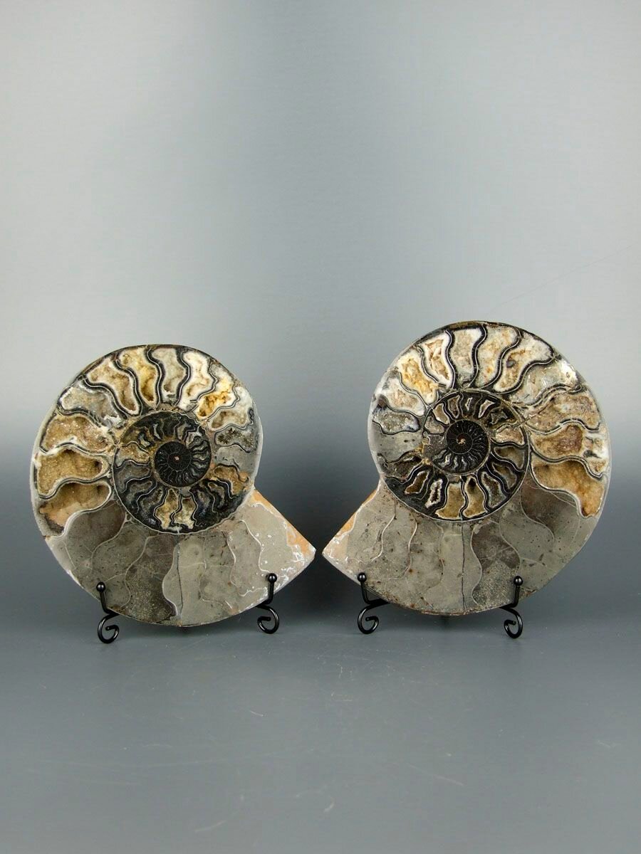 Аммонит натуральный камень 19 см из Мадагаскара