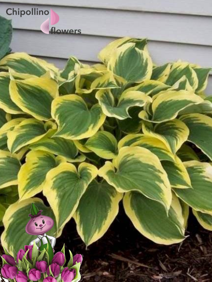 Клубни цветов, chipollino flowers, Хоста BROAD BAND ( 1 штука )