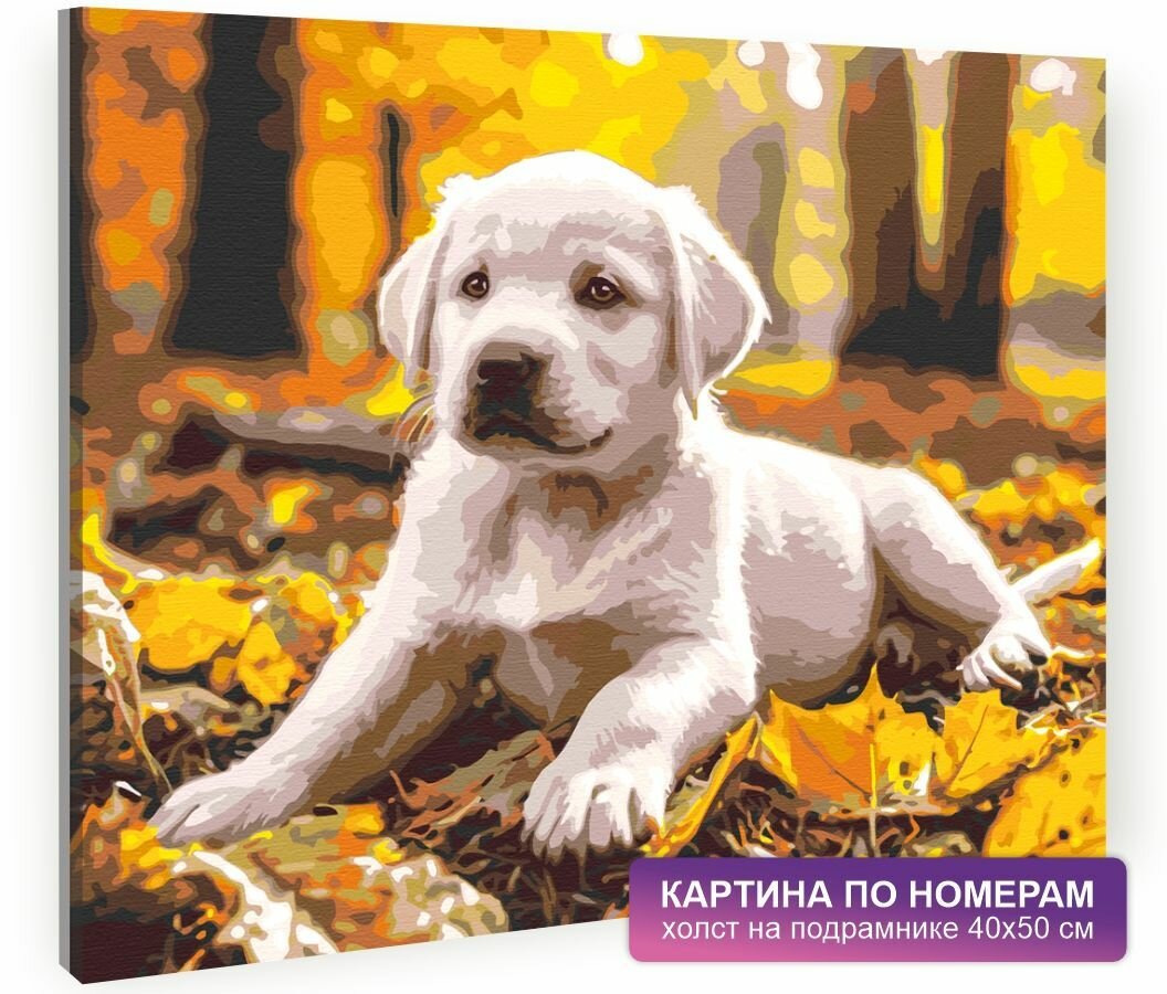 Картина по номерам на холсте с подрамником 40х50 см. Природа, животные, рыбы, птицы. Собаки, щенки. "Лабрадор", арт. 5307/