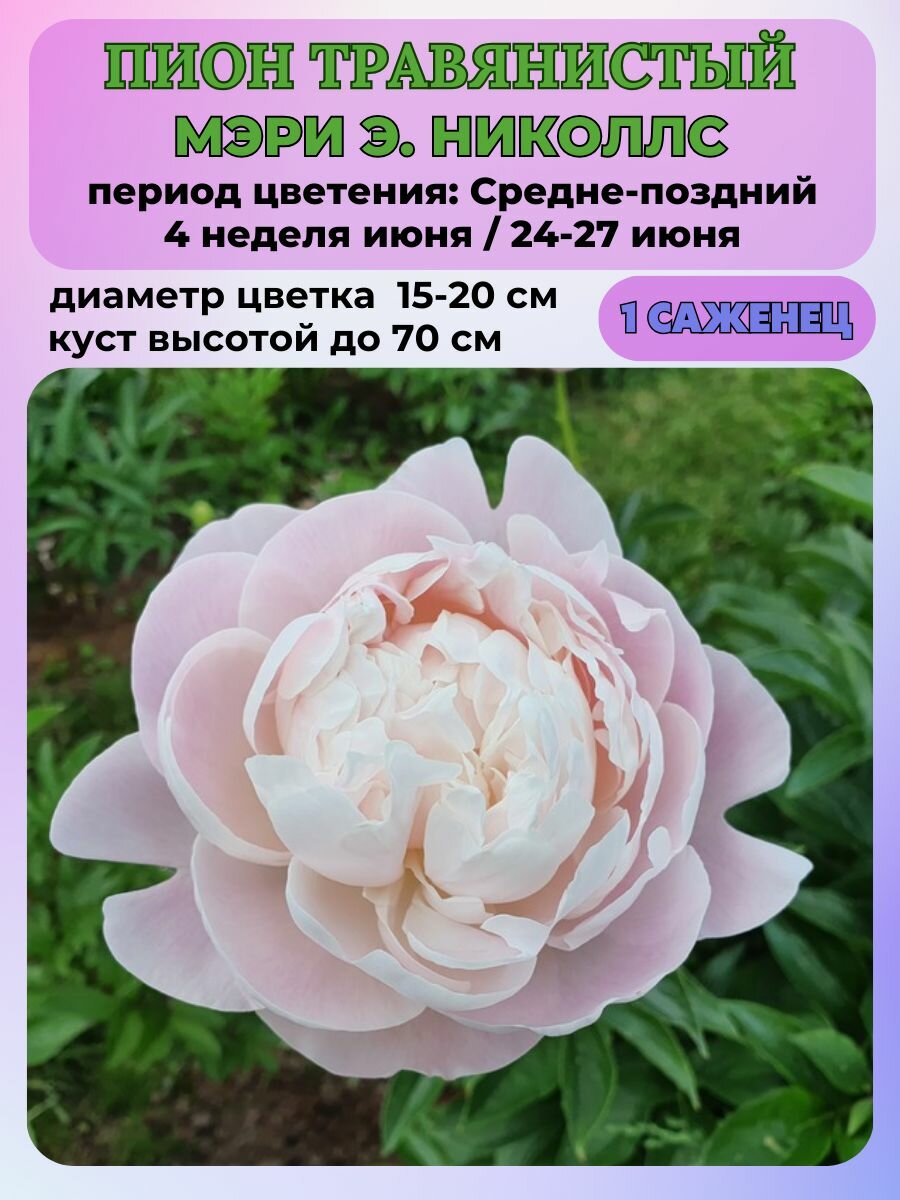 Пион травянистый Мэри Э. Николлс, корень 1 штука