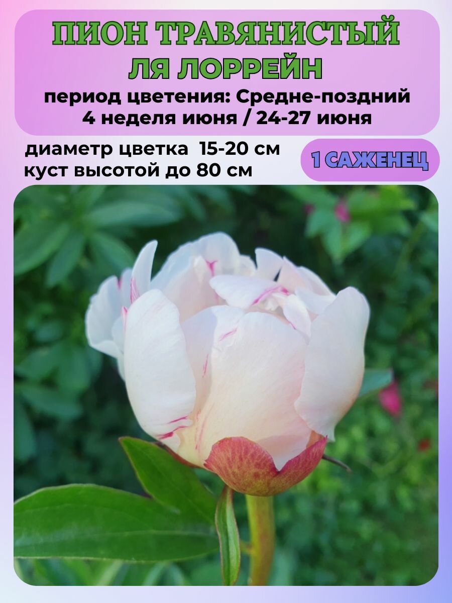 Пион травянистый Ля Лоррейн, корневище 1 шт.