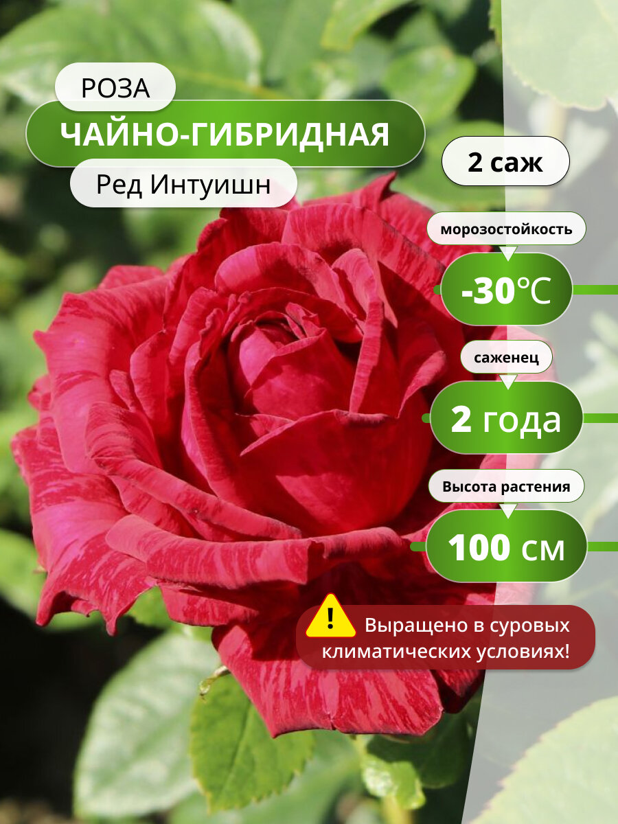 Роза чайно-гибридная Ред Интуишн (Red Intuition) / 2 шт, роз, непрерывноцветущие