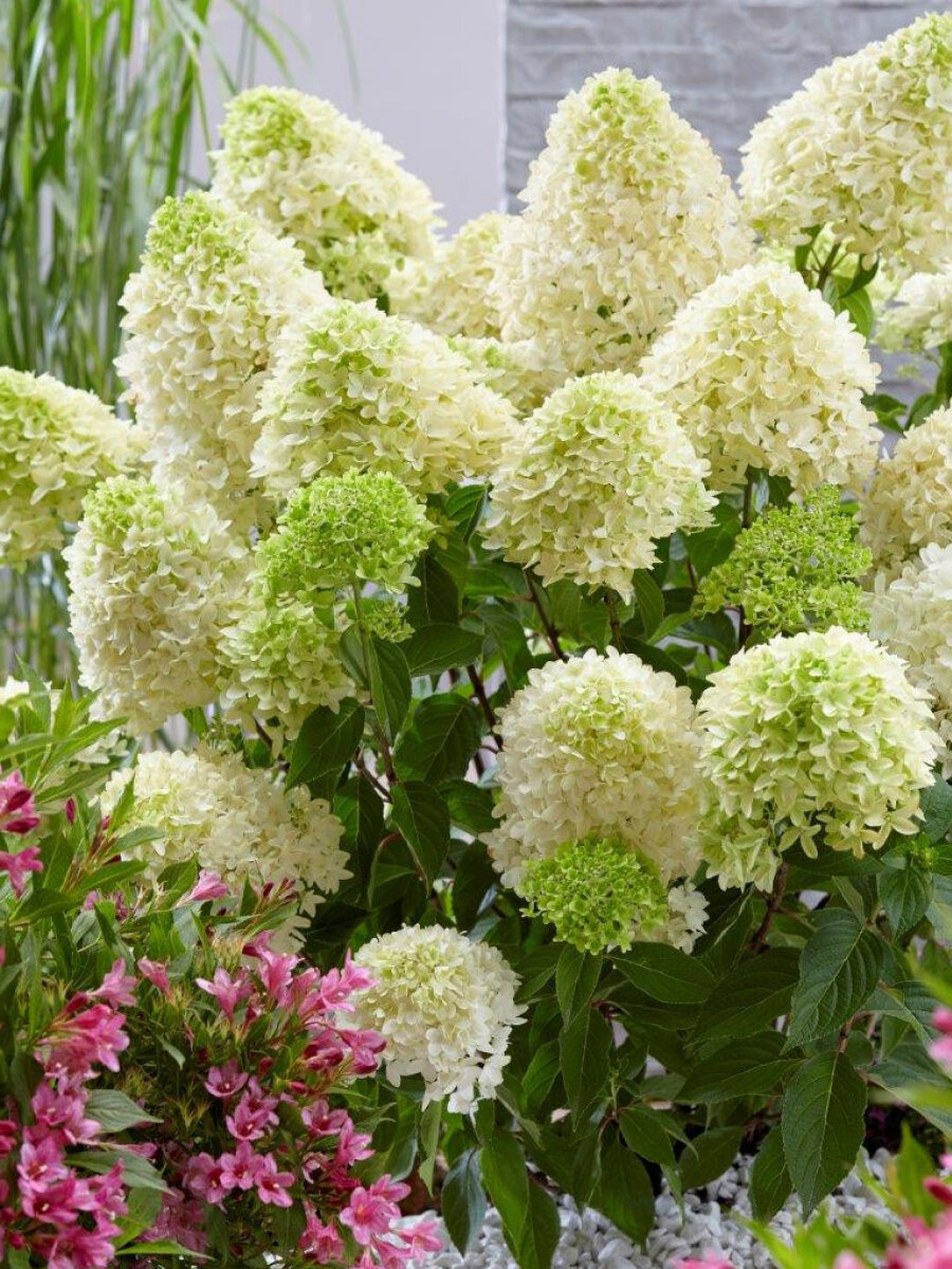 Гортензия метельчатая Скайфолл (Hydrangea paniculata Skyfall)