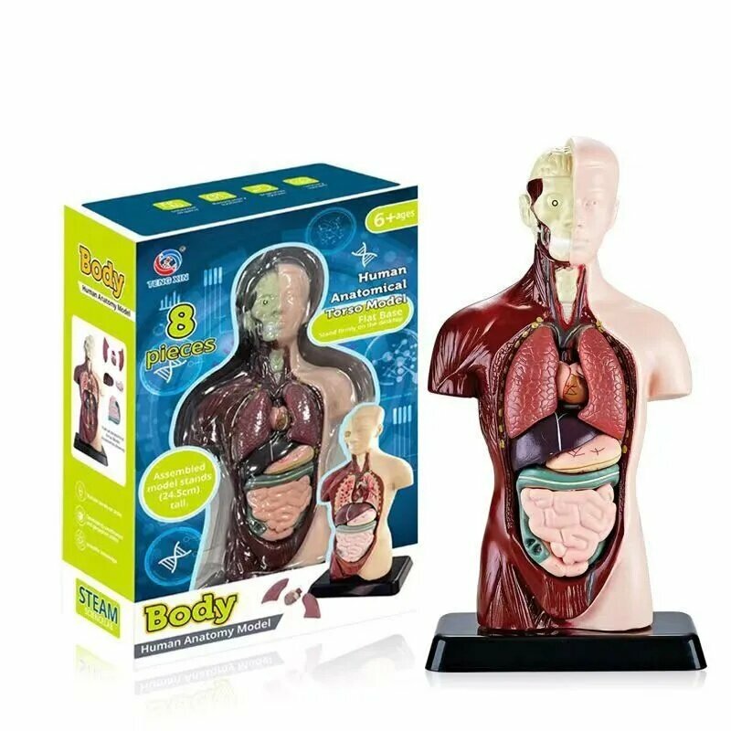 Анатомическая 3D модель "Строение тела", игровой набор для опытов, изучаем строение организма человека