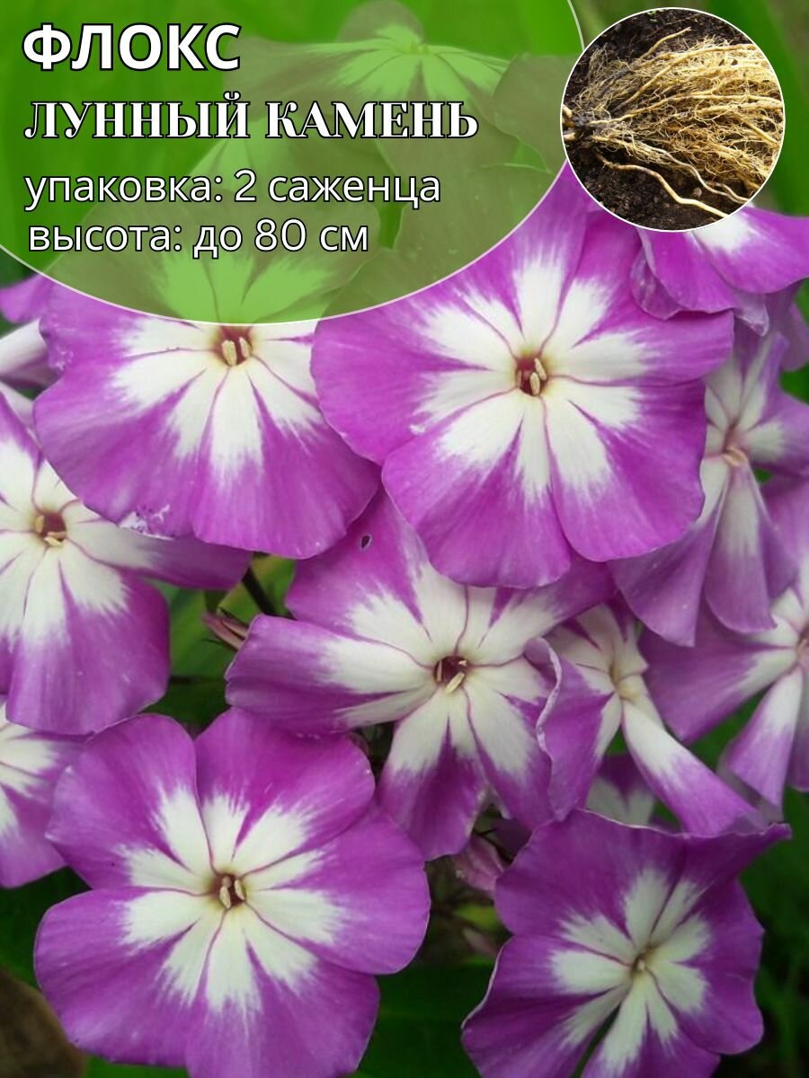 Флокс Лунный камень, 2 саженца