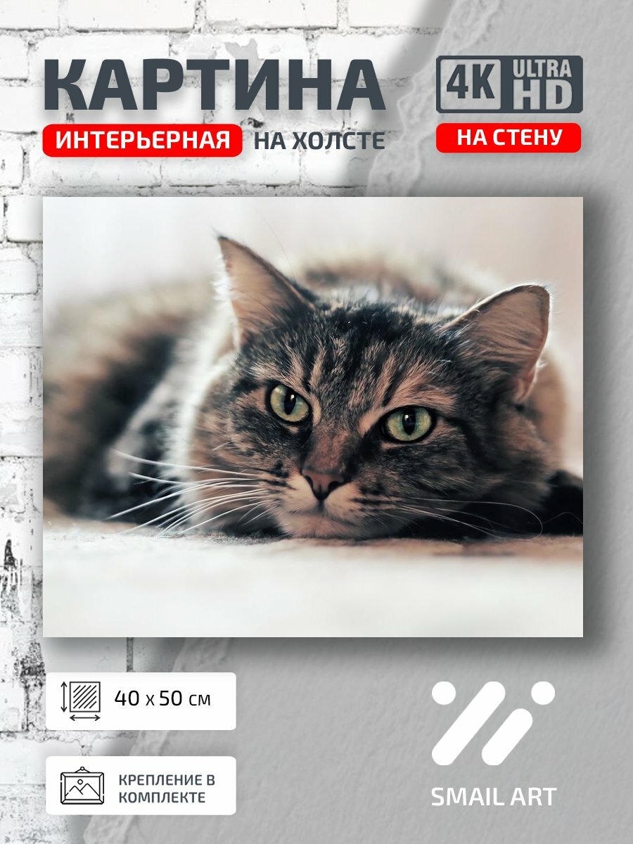 Картина на холсте интерьерная 40 на 50 на стену Кот cat для кафе animal style интерьер