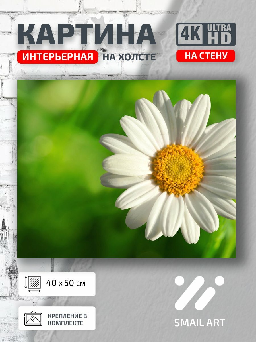 Картина на холсте интерьерная 40 на 50 на стену Трава petals для офиса макро интерьер декор