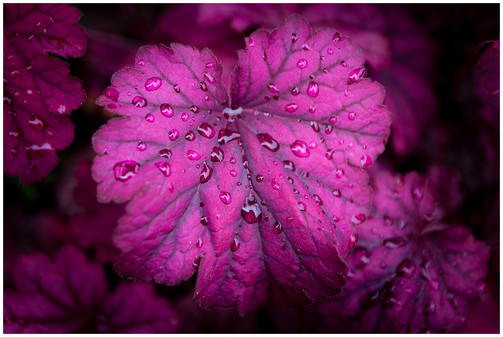 Постер / Плакат / Картина Сиреневые листья 50х70 см в подарочном тубусе