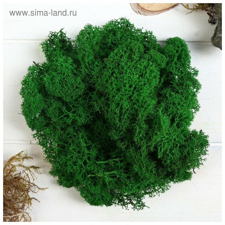 Мох стабилизированный «Зелёный» 45 г (+-5 г).