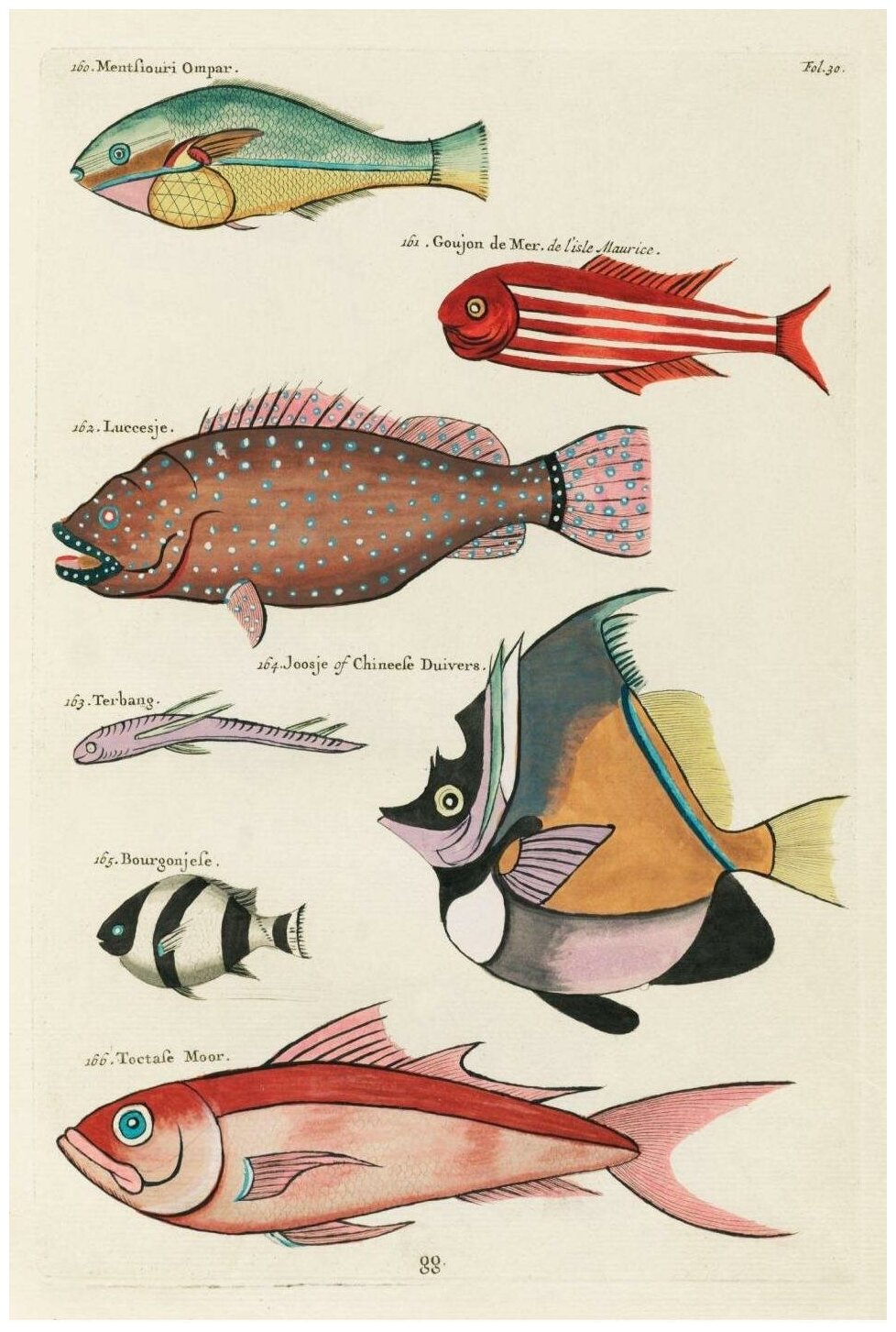 Постер / Плакат / Картина Рыбы - Цветные рыбы 60х90 см в подарочном тубусе