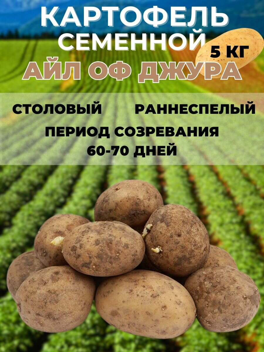 Картофель семенной, на посадку