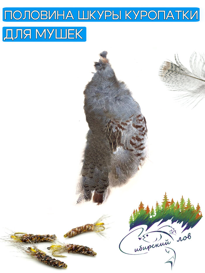 Половина Шкуры Куропатки Для Мушек. Сибирский Лов
