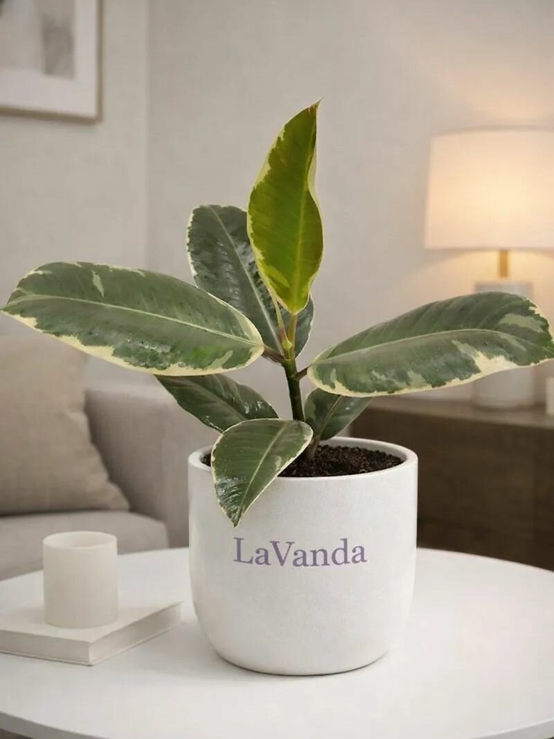 Фикус каучуконосный Эластика Тинеке (Ficus elastica 'Tineke') живое комнатное растение в горшке, пестролистный цветок для дома и офиса