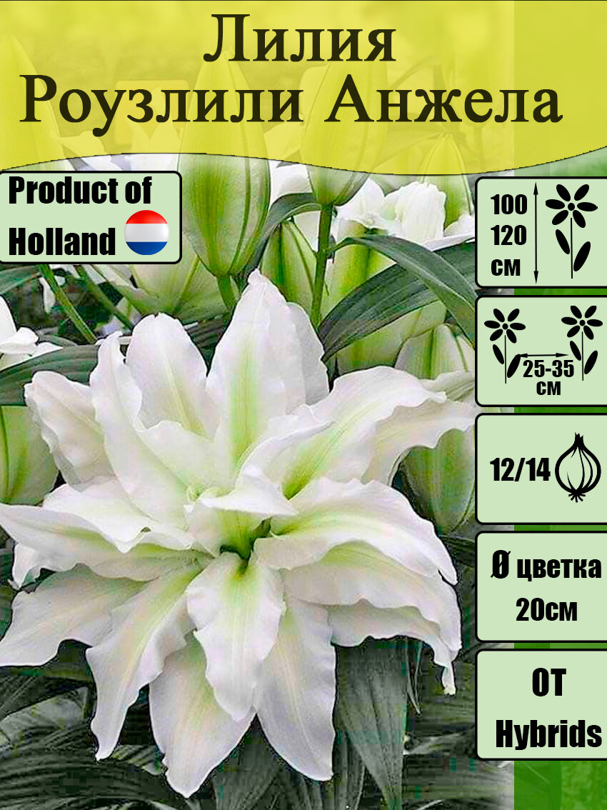 Луковицы махровой лилии Роузлили Анжела 2шт (лилия роза)