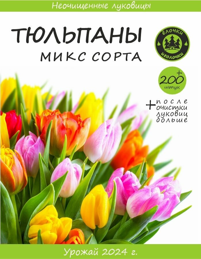 Тюльпан Луковицы неочищенные, Микс сортов, 200шт+ (Ёлочки иголочки)