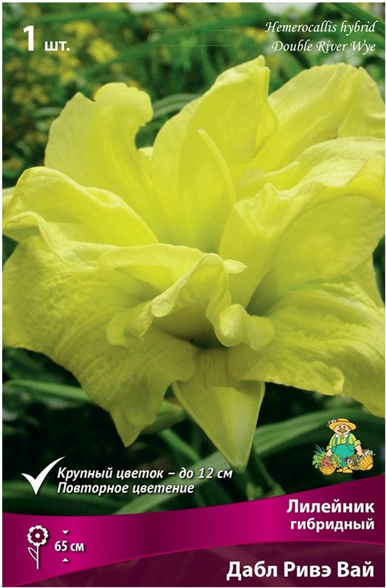 Луковица Лилейника поиск Дабл Ривэ Вай