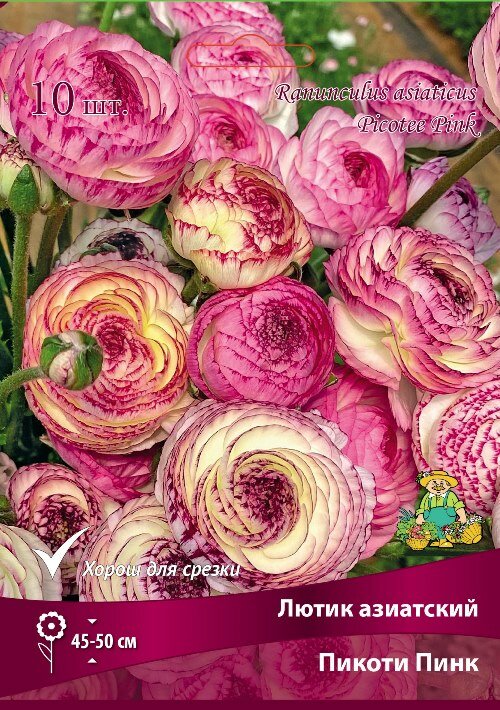 Лютик азиатский Пикоти Пинк в капере 10 шт.