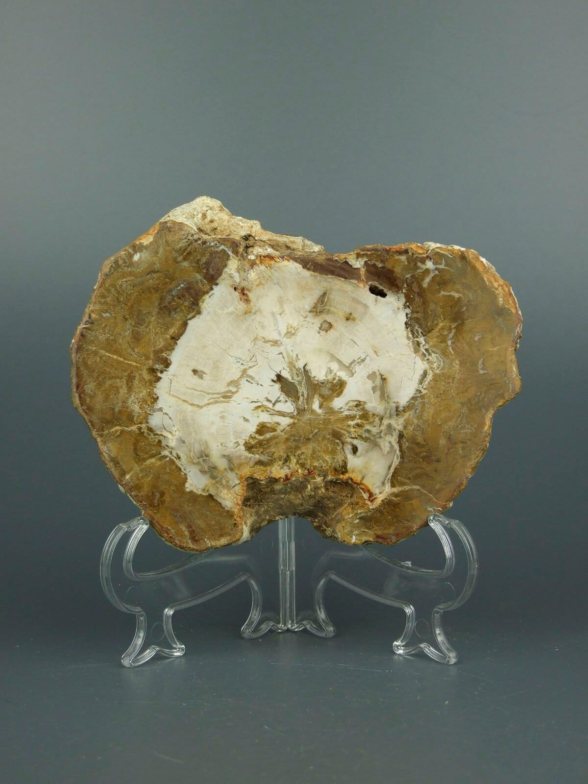 Окаменелое дерево из Мадагаскара 14*11 см 590 грамм