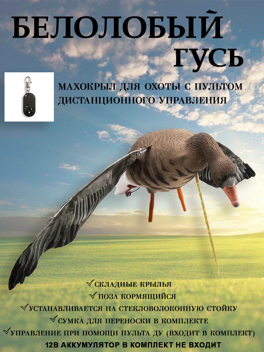 Чучело гуся Белолобого, махокрыл кормящийся