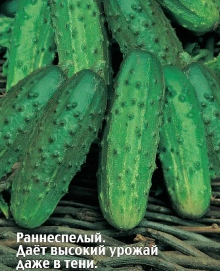 Коллекционные семена огурца F1 Каналья