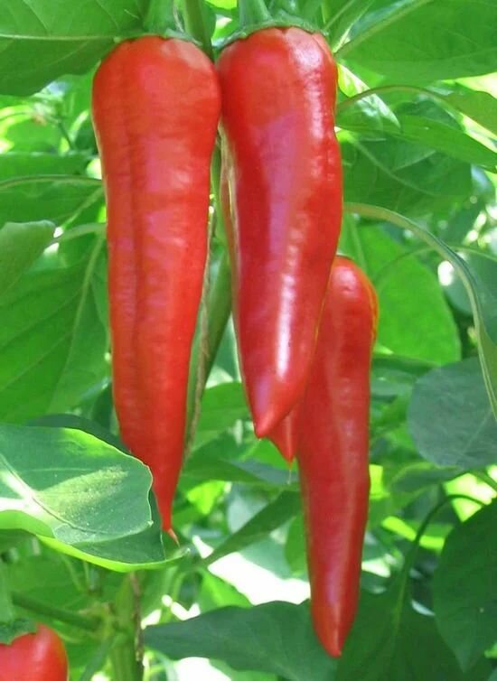 Коллекционные семена перца острого Тонус