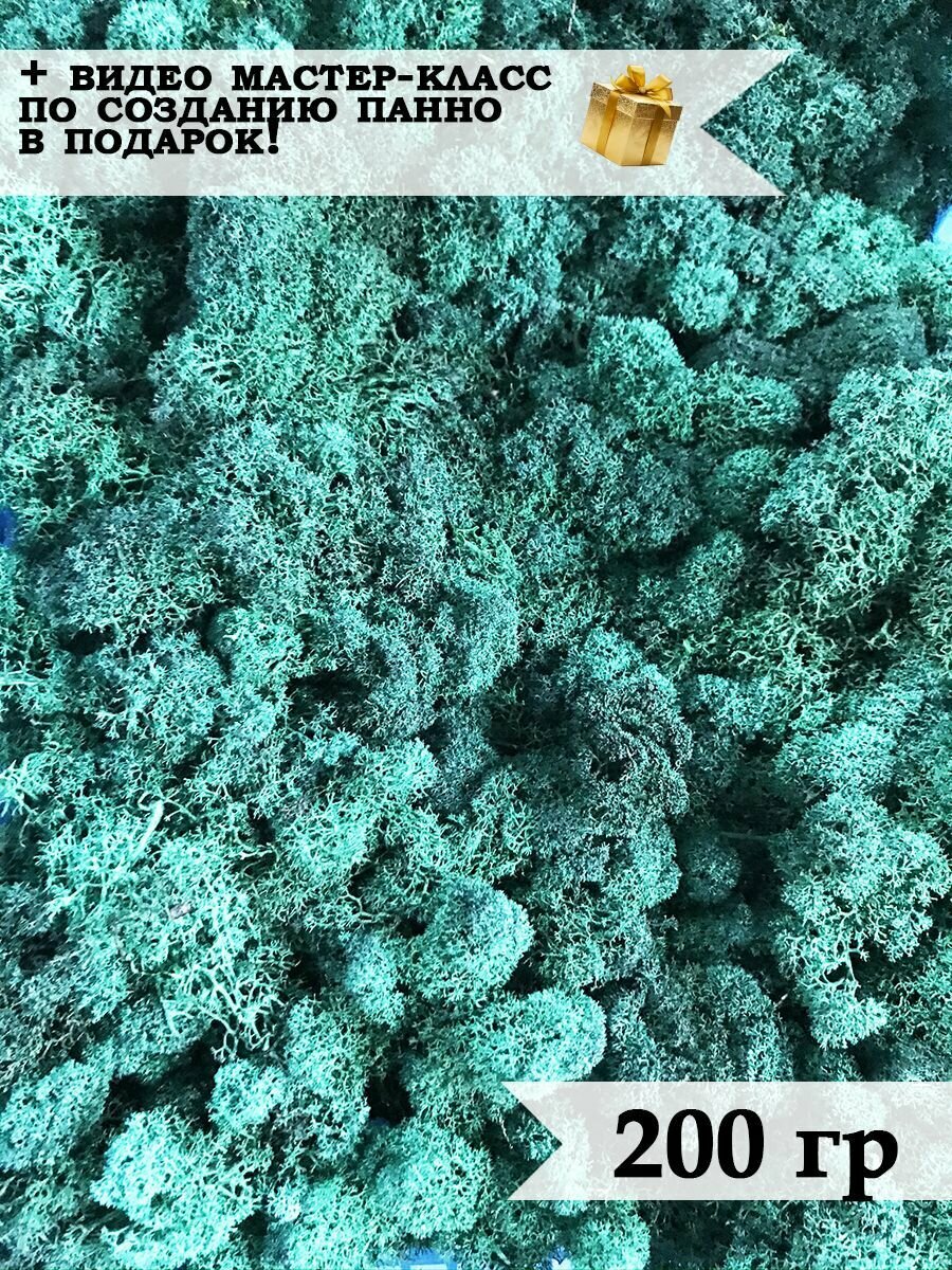 Стабилизированный мох ягель 200 гр бирюзовый живой лесной мох для декора, озеленения и дизайна, лишайник сухоцветы для поделок из природных материалов декорирования поделок сделай сам, не искусственный