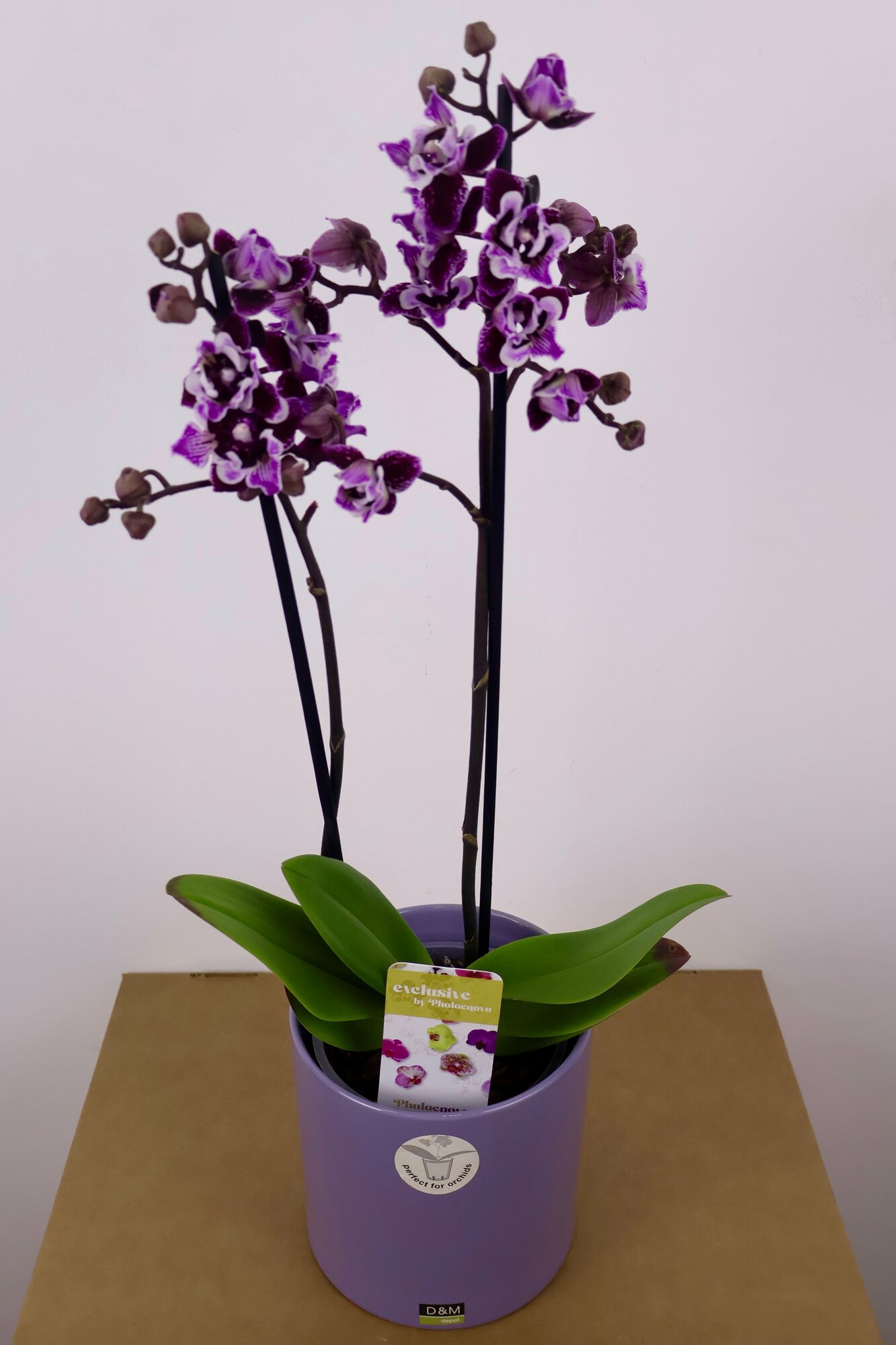Орхидея "Лавандовое безумие" в кашпо (D-13,5 H-50)