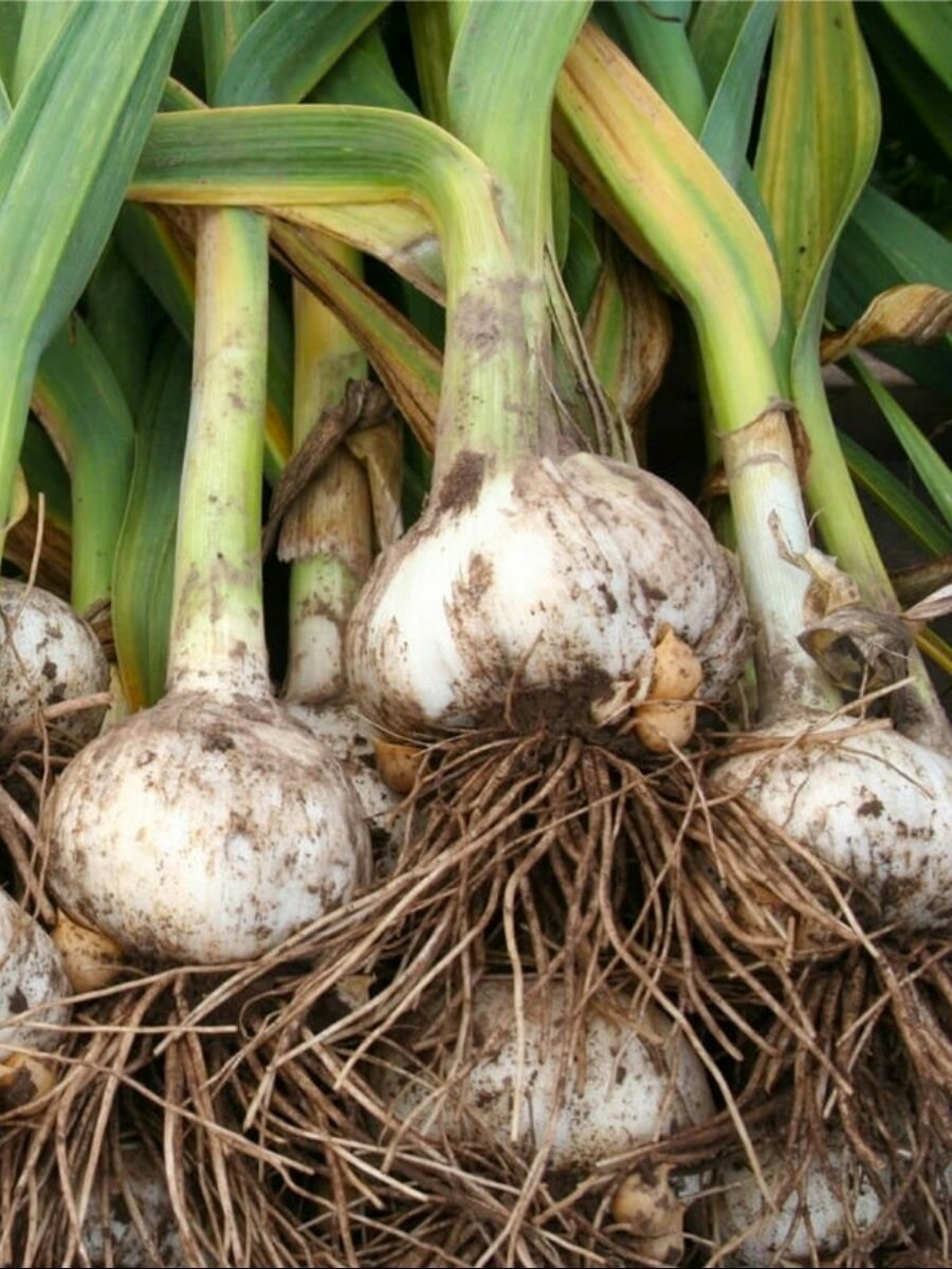 Чеснок Рокамболь семена-детки 5 штук