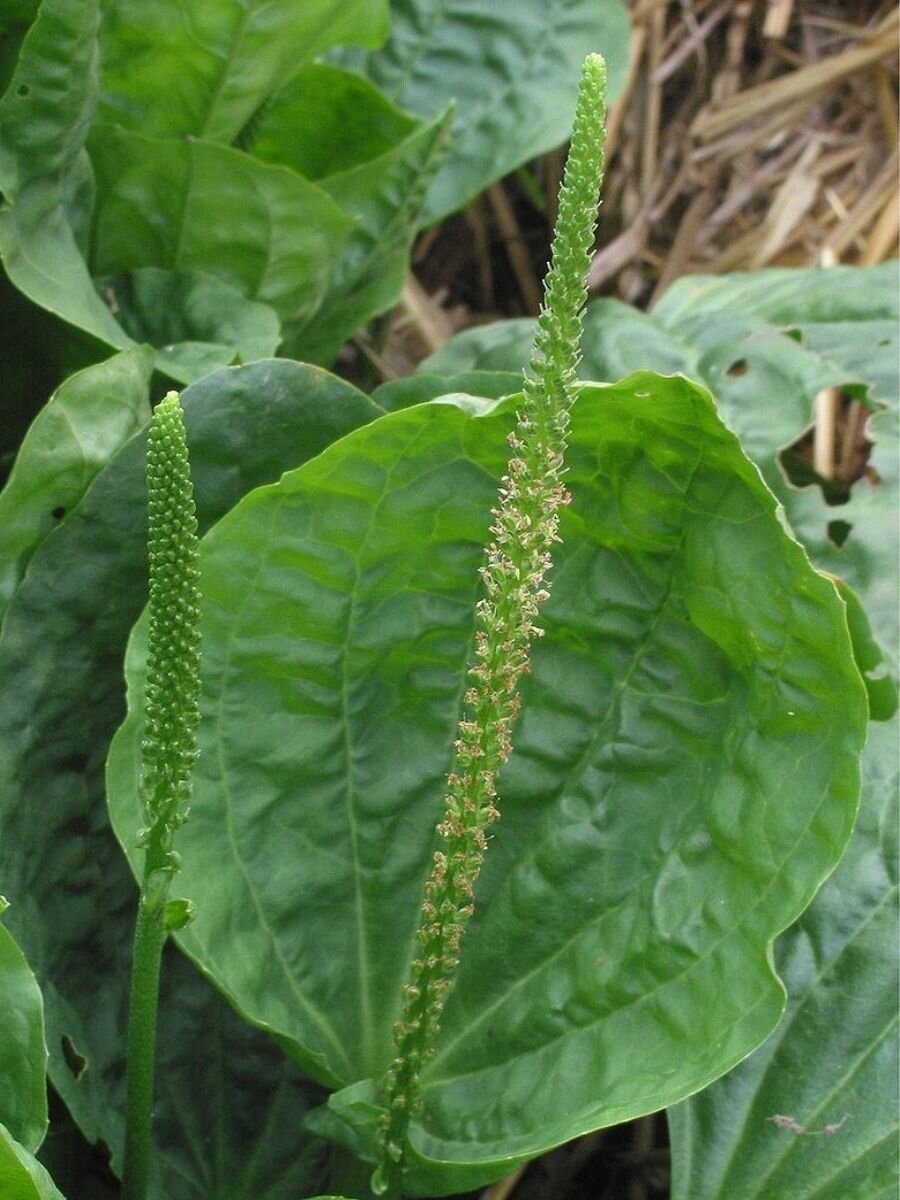 Подорожник большой семена 100 штук