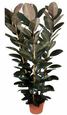 Фикус эластика Абиджан 3 ствола - Ficus elastica Abidjan D30 H150