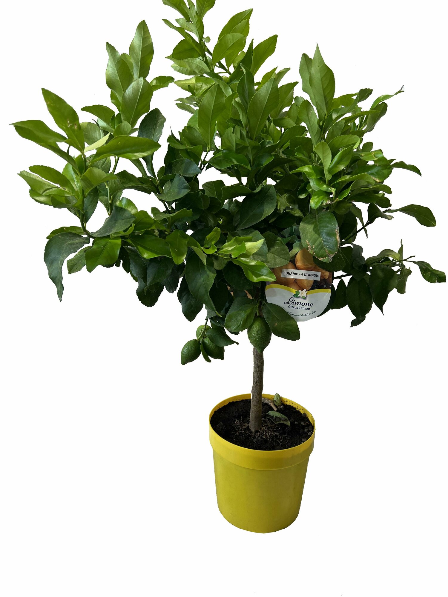 Лимон лунарио - Citrus limon Lunario D21 H80