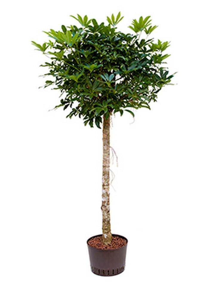 Шеффлера Компакта штамб - Schefflera Compacta D45 H200