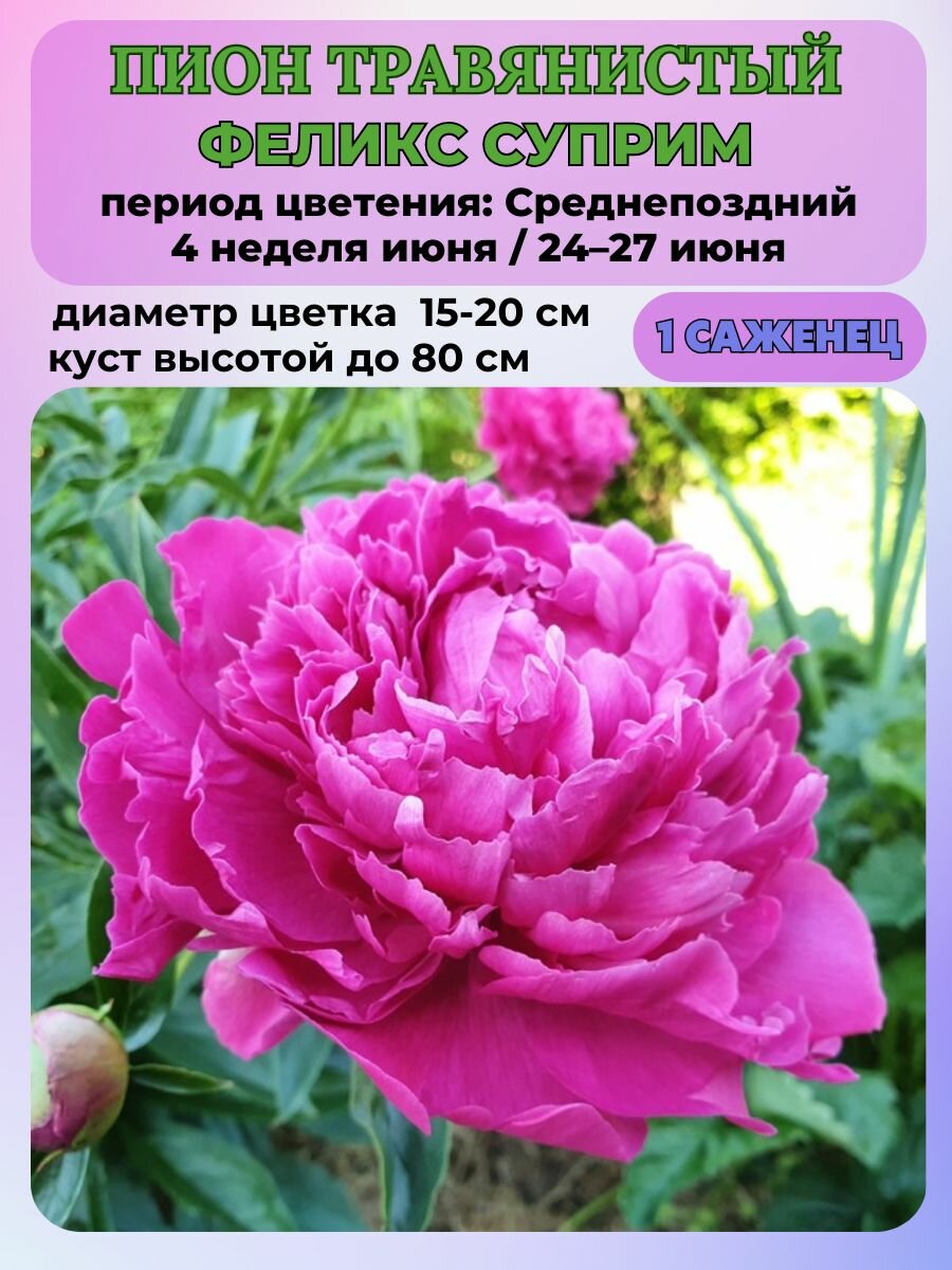 Пион травянистый Феликс суприм, корень 1 штука