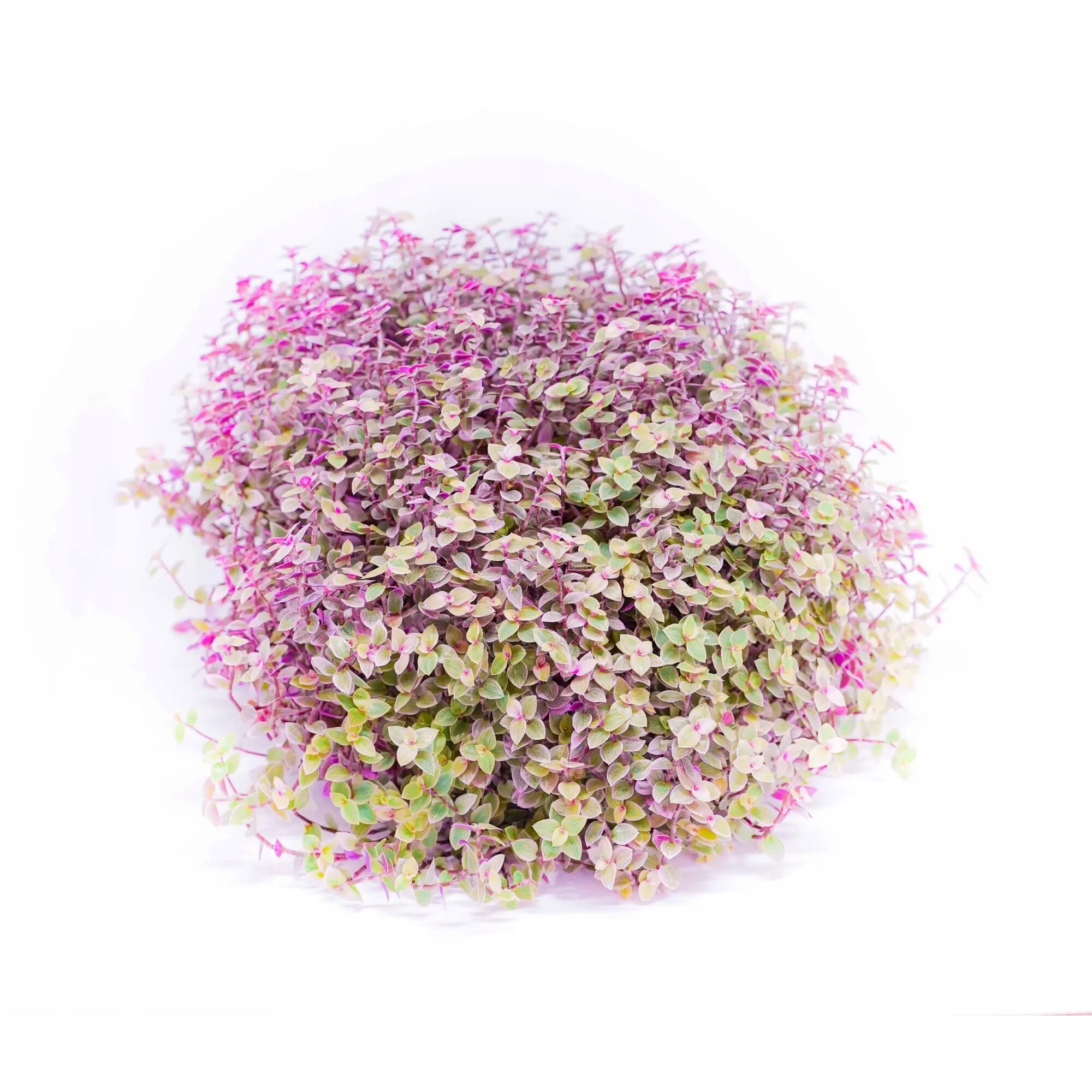 Каллизия розовая Ø15 см, высота стебля 25 см, декоративное луковичное растение для сада