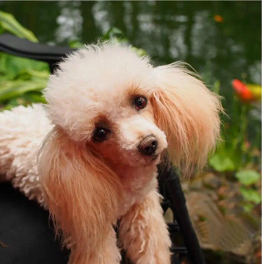 Алмазная живопись "Милый пудель", 20x20 см Розовый, 40x40cm, 2