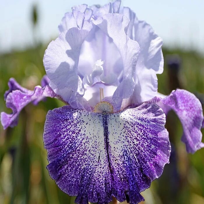 Ирис бородатый Сплашэкэта луковицы, клубни, корни цветов