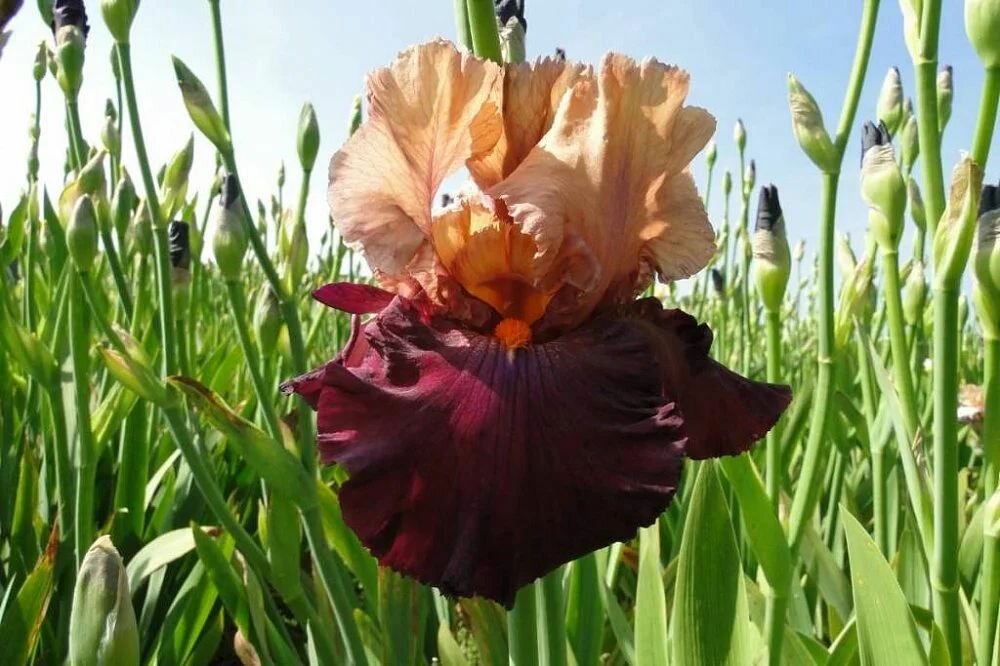 Ирис бородатый Чайниз Нью Иэр луковицы, клубни, корни цветов