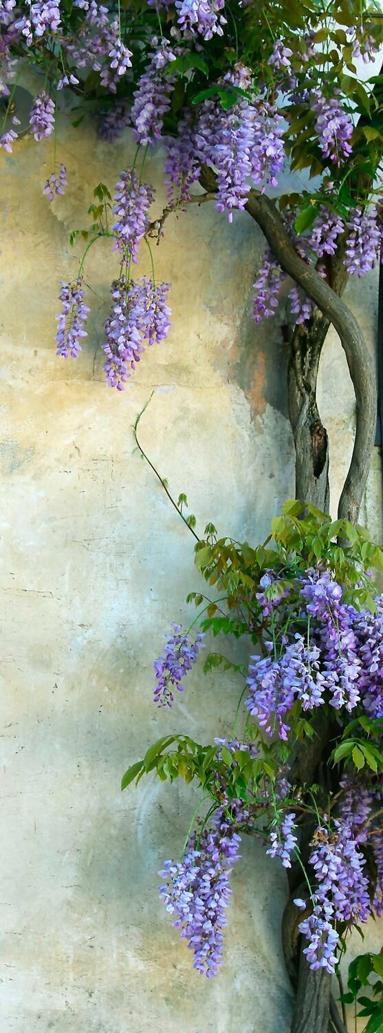 Фотообои на стену флизелиновые 3d HARMONY Фиолетовое цветение 100х270 см HD1-064 фото обои 3д