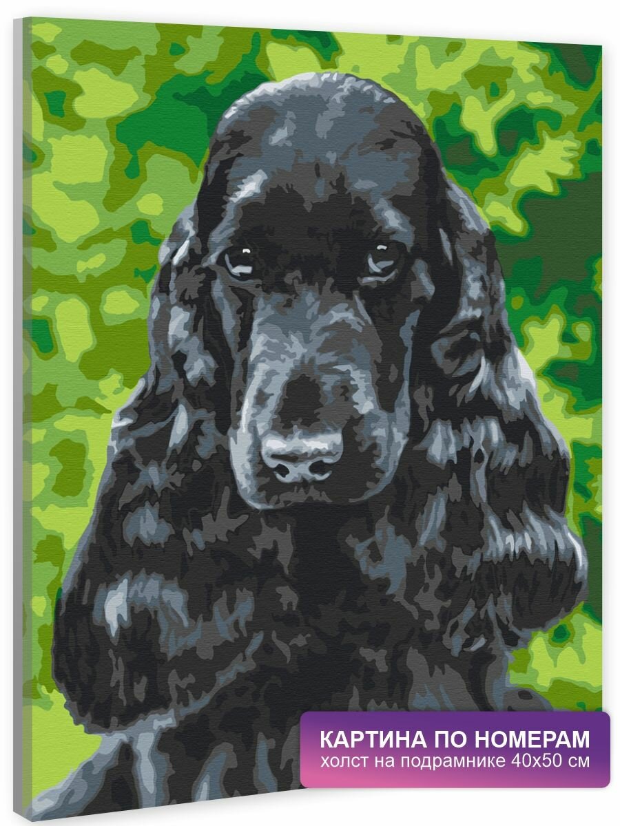 Картина по номерам на холсте с подрамником 40х50 см. Природа, животные, рыбы, птицы. Собаки, щенки. "Спаниель ", арт. 4468/