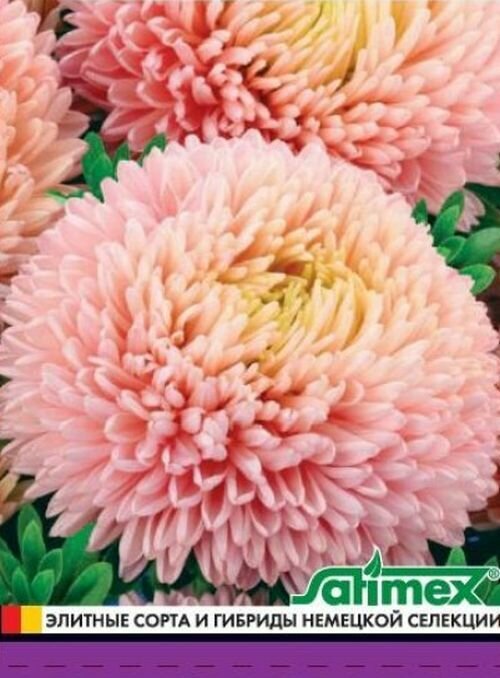 Семена растения астра хризантелла жемчужный восторг