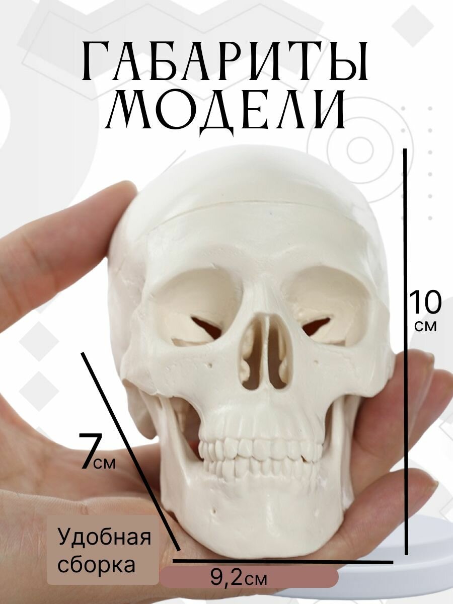 Анатомическая модель — фото 1