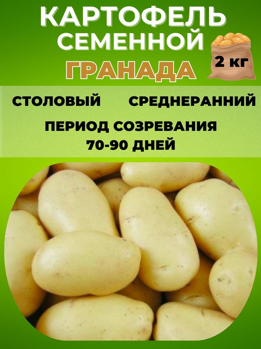 Картофель семенной Гранада 2 кг, клубни на посадку