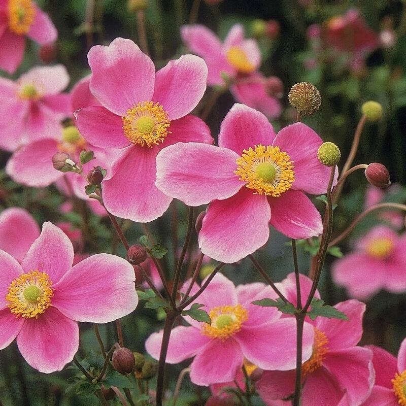 Анемона Хадспен Эбанденс (1 корневище в горшке р9), Нидерланды