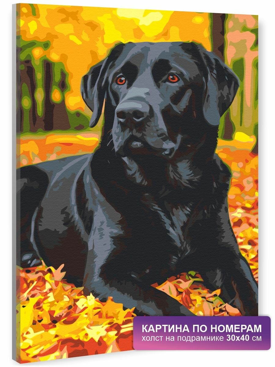 Картина по номерам на холсте с подрамником 30х40 см. Природа, животные, рыбы, птицы. Собаки, щенки. "Лабрадор", арт. 7048/