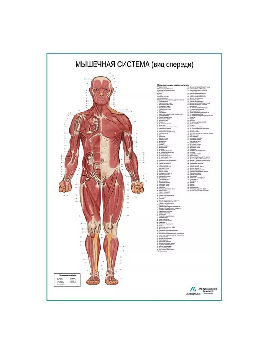 Мышечная система человека, вид спереди. Плакат, матовый холст от 200 г/кв. м, размер A1+