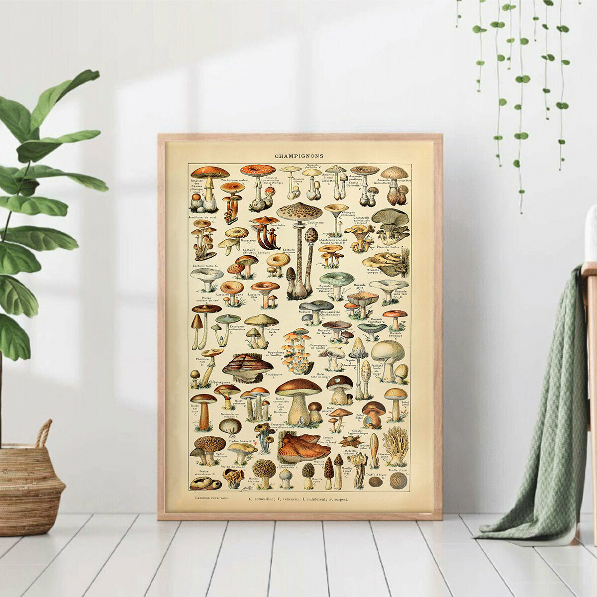 Постер "Грибы иллюстрация" без рамы 40x50 см на стену для интерьера