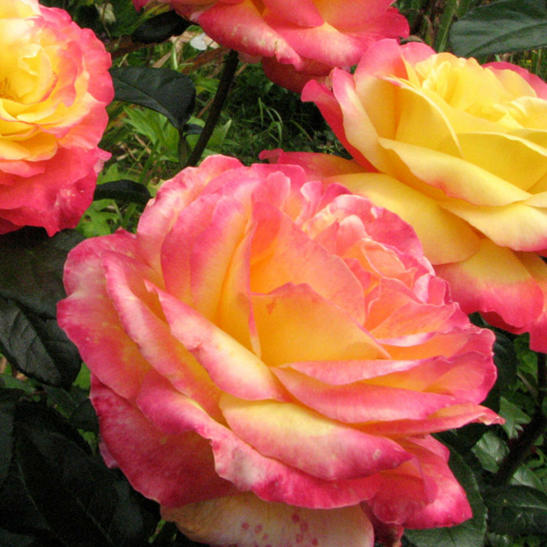 Роза чайно-гибридная Восточный Экспресс (Pullman Orient Epress) / 1 шт