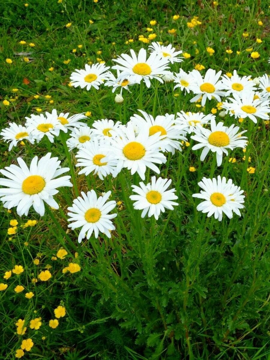 Семена Ромашка обыкновенная (Leucanthemum vulgare), 40 штук семян
