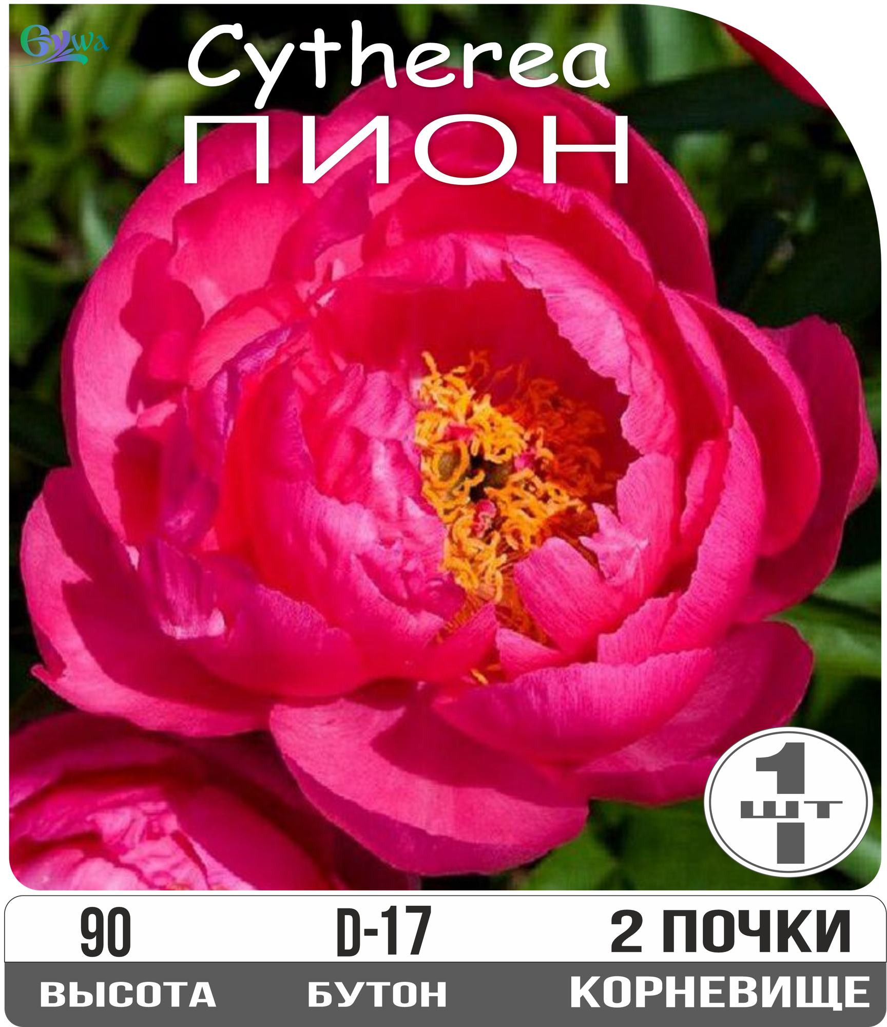 Пион Коревище, Цитерия, 2 почки, многолетник, высота 90 см, коралловый