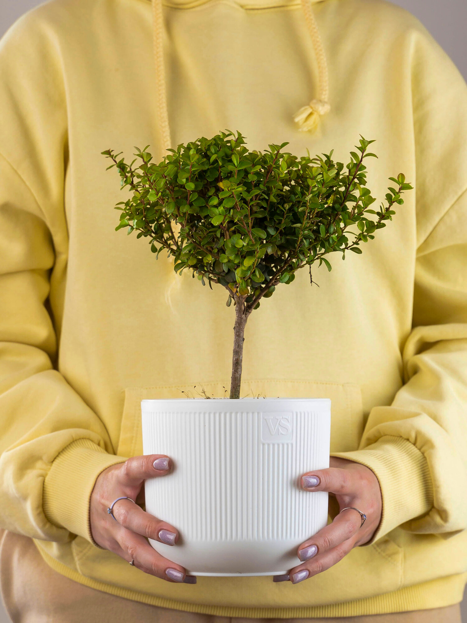 Geo Glass: Мирт дерево , мирсина африканская в интерьерном горшке 30-35 см